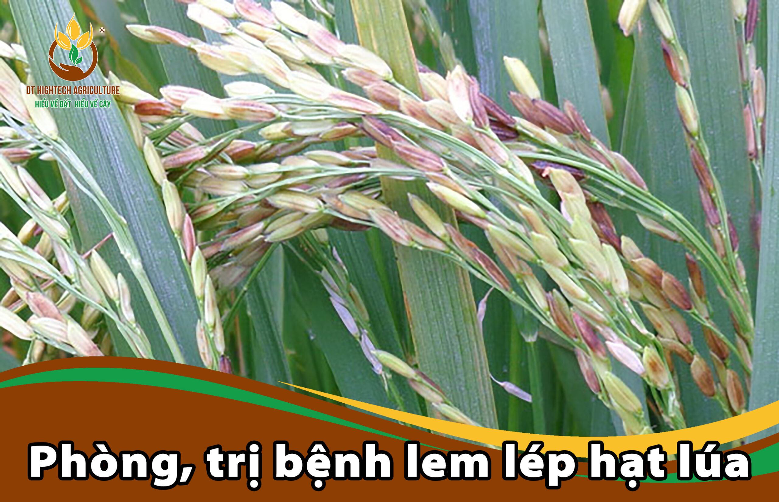 Bệnh lem lép hạt trên lúa. | Công ty TNHH Nông nghiệp Công nghệ cao Đức ...