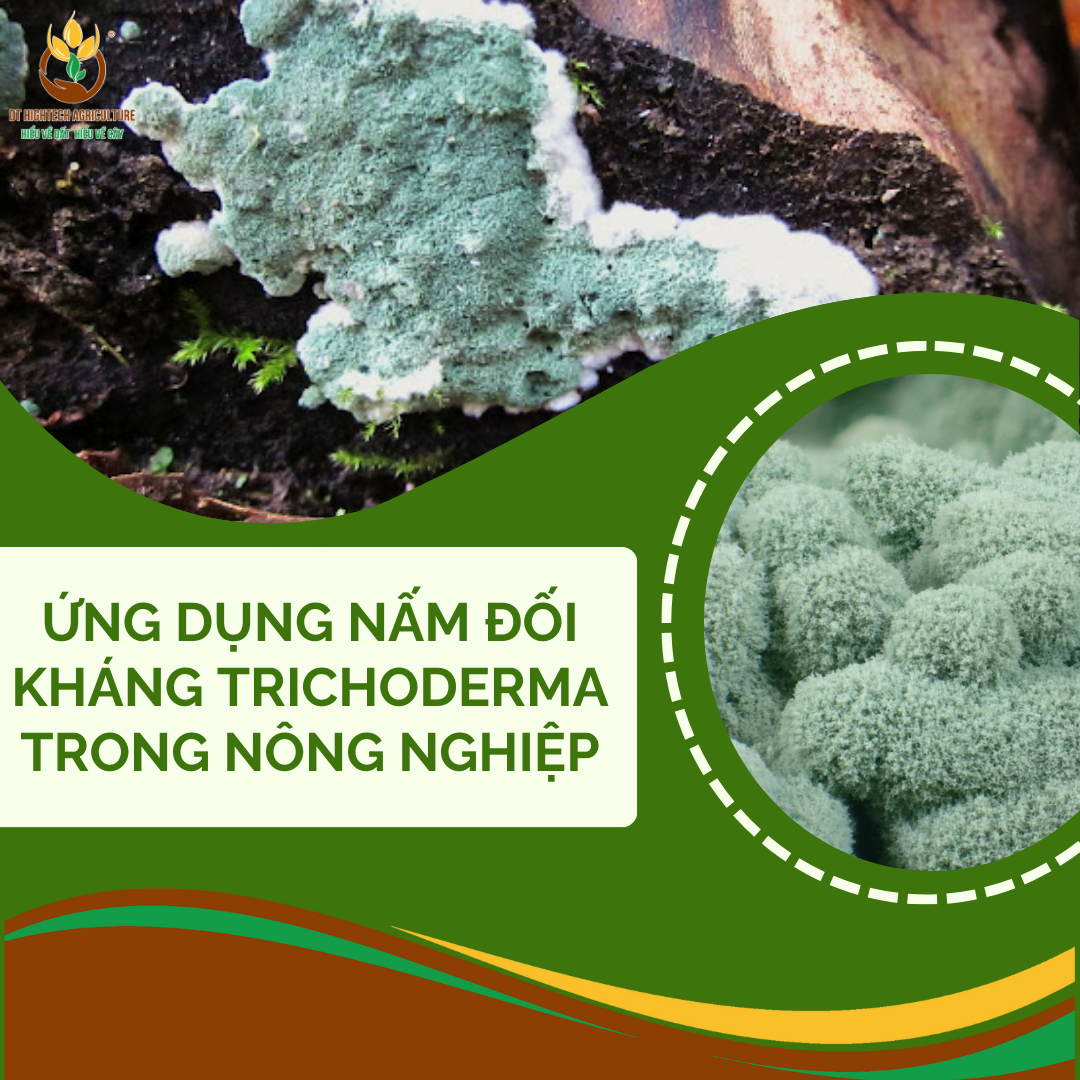 Ứng dụng nấm đối kháng Trichoderma vào nông nghiệp | Công ty TNHH Nông ...